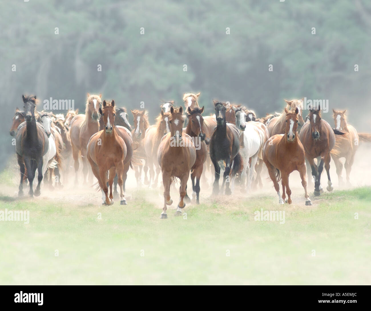 Horses stampede herd hi-res stock photography and images - Alamy
