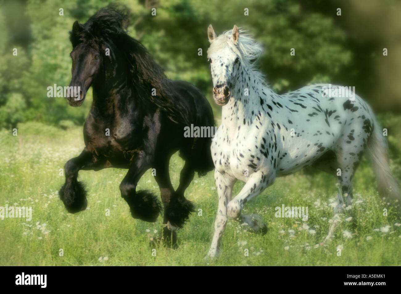 Friesian stallion and Appaloosa Friesian cross mare gallop through ...