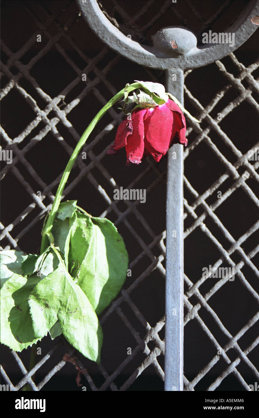 dead rose on fence Stock Photo - Alamy