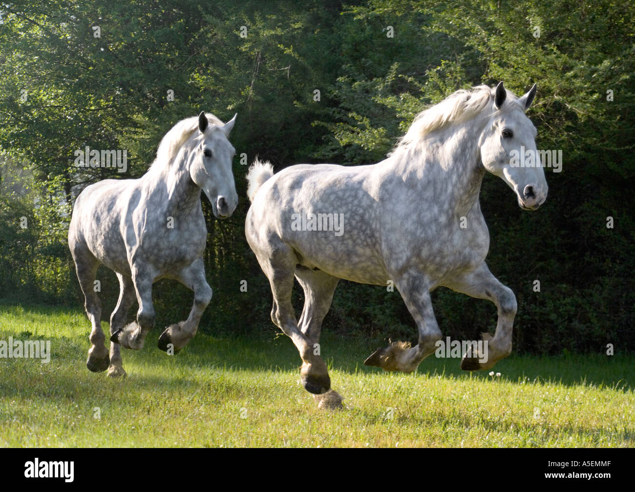 Pair of Percheron Draft Horses gallop toward us Stock Photo - Alamy