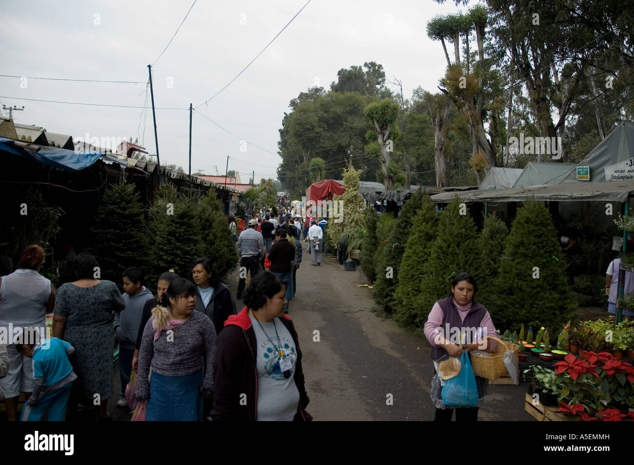 greenhouse plants - xochimilco market - mexico Stock Photo - Alamy