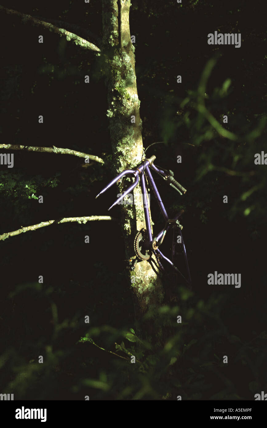 bike frame hanging on tree Stock Photo - Alamy