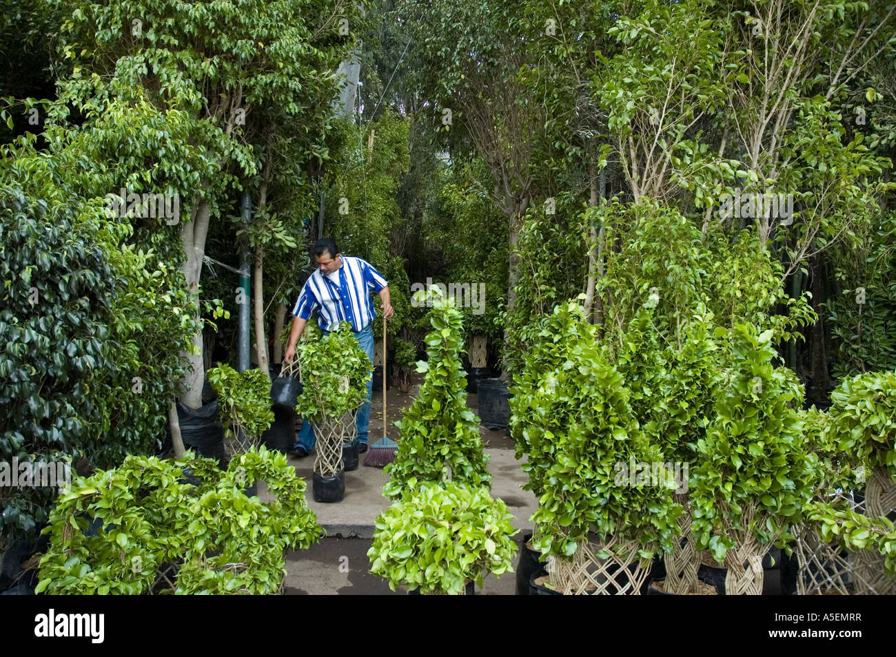 plants in xochimilco market - mexico Stock Photo - Alamy