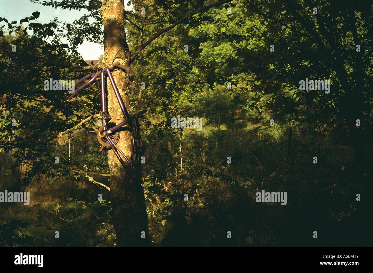 bike frame hanging on tree Stock Photo - Alamy