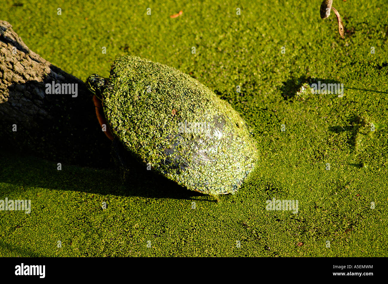 American turtle hi-res stock photography and images - Alamy