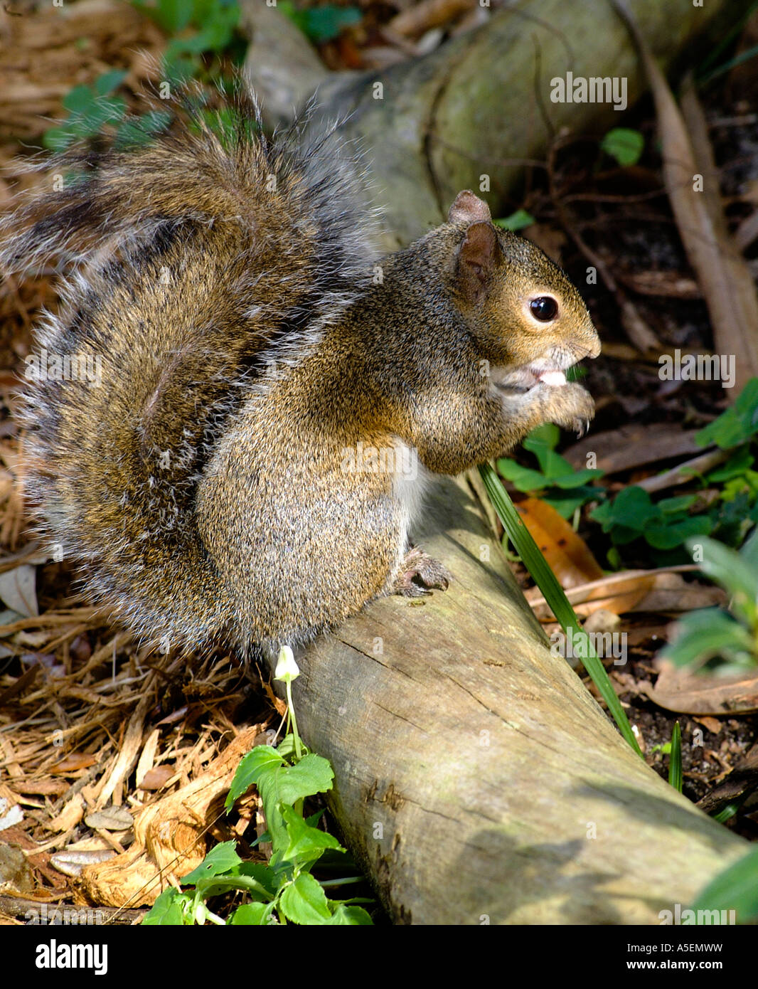 Grey Squirrel 2 Stock Photo - Alamy
