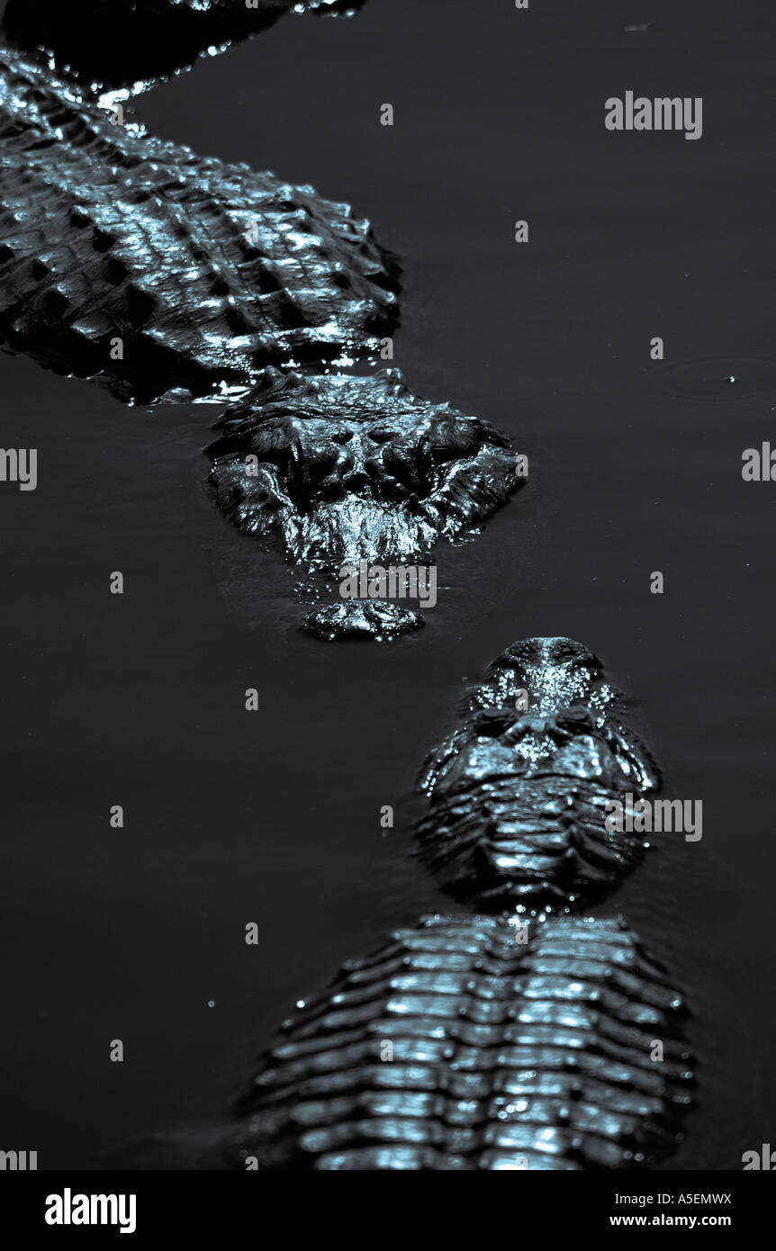 Pair american alligators hi-res stock photography and images - Alamy