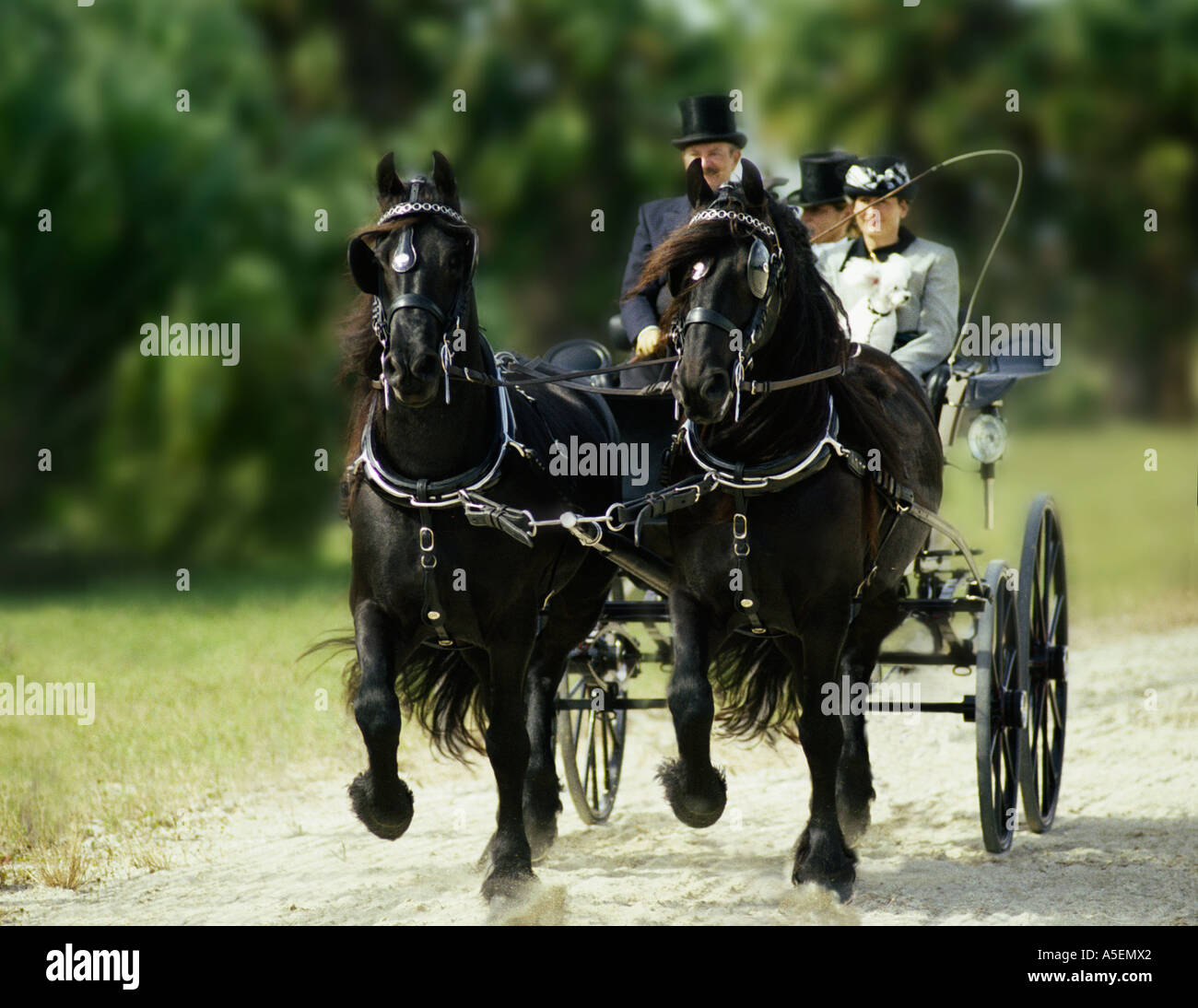 Driving team of Friesian stallions pulling coach Stock Photo - Alamy