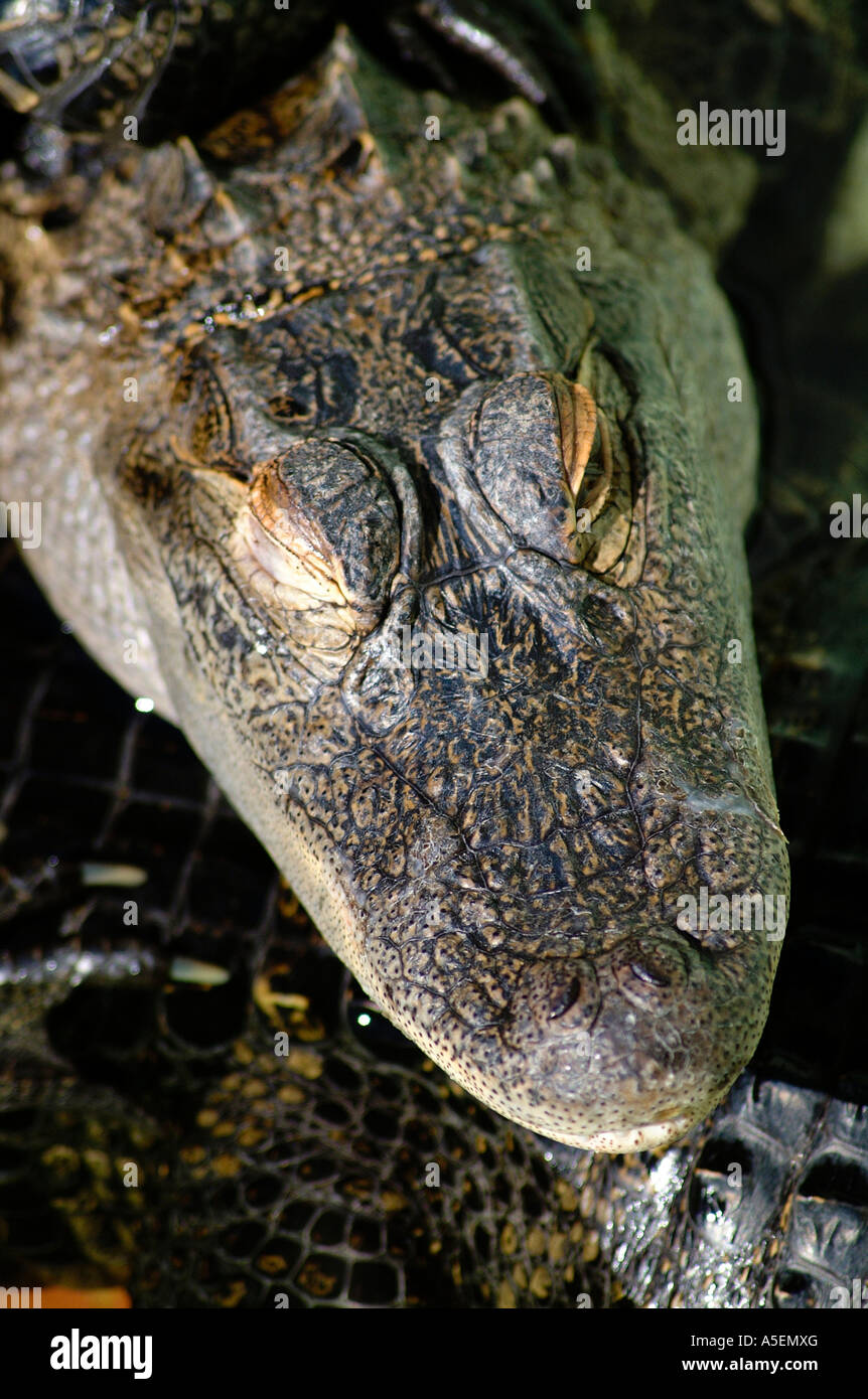 Florida Gator 4 Stock Photo - Alamy