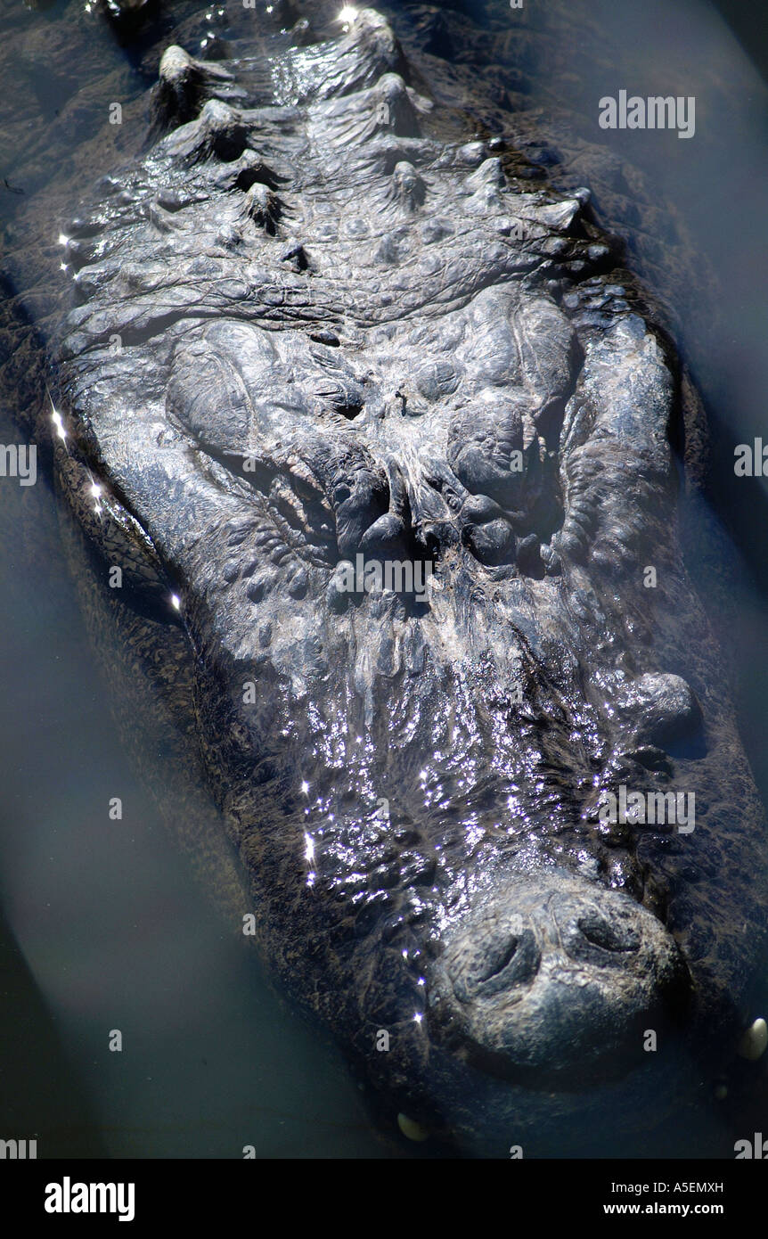 Florida Gator 3 Stock Photo - Alamy