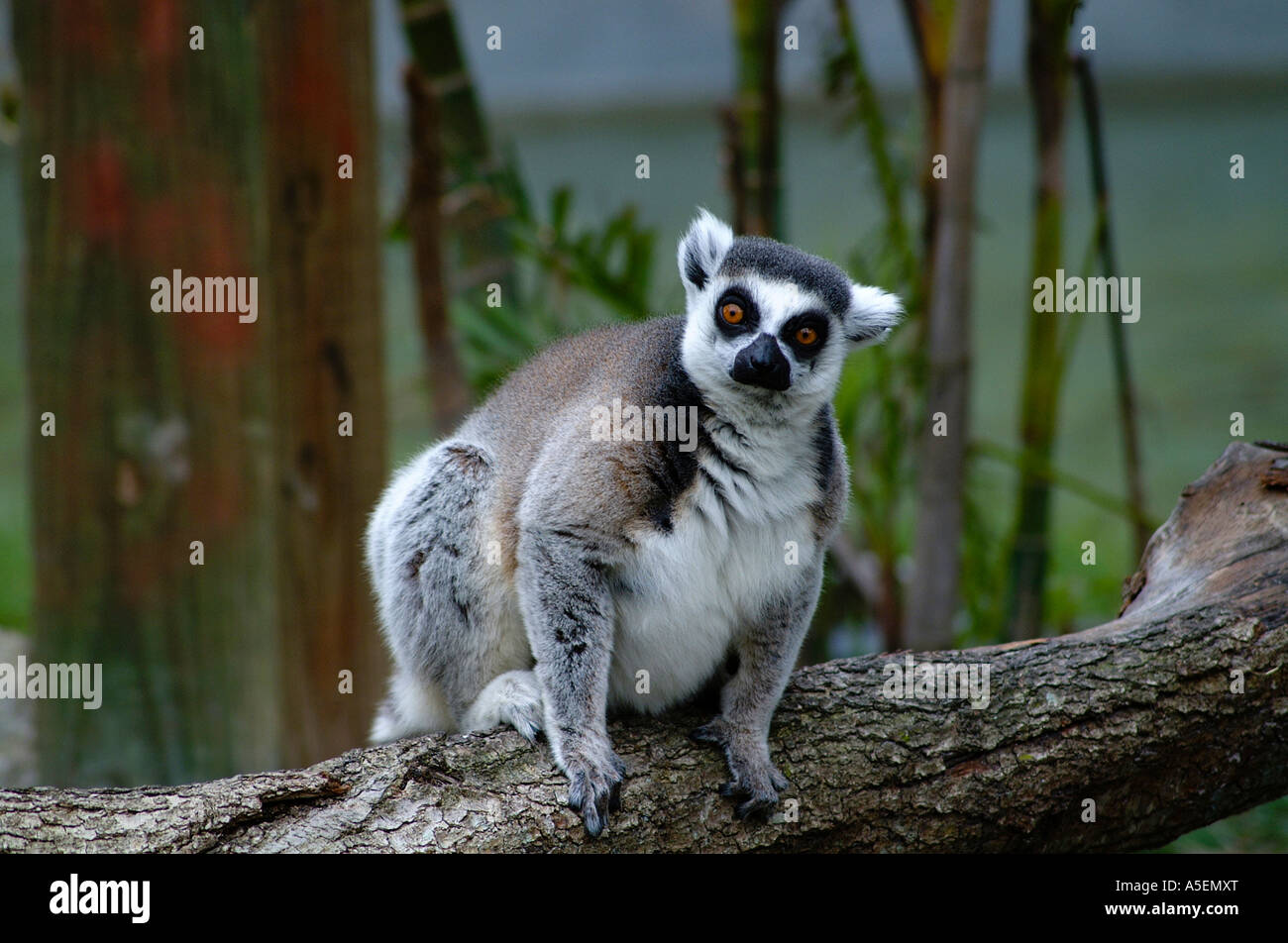 Ringed Tailed Lemur 2 Stock Photo - Alamy