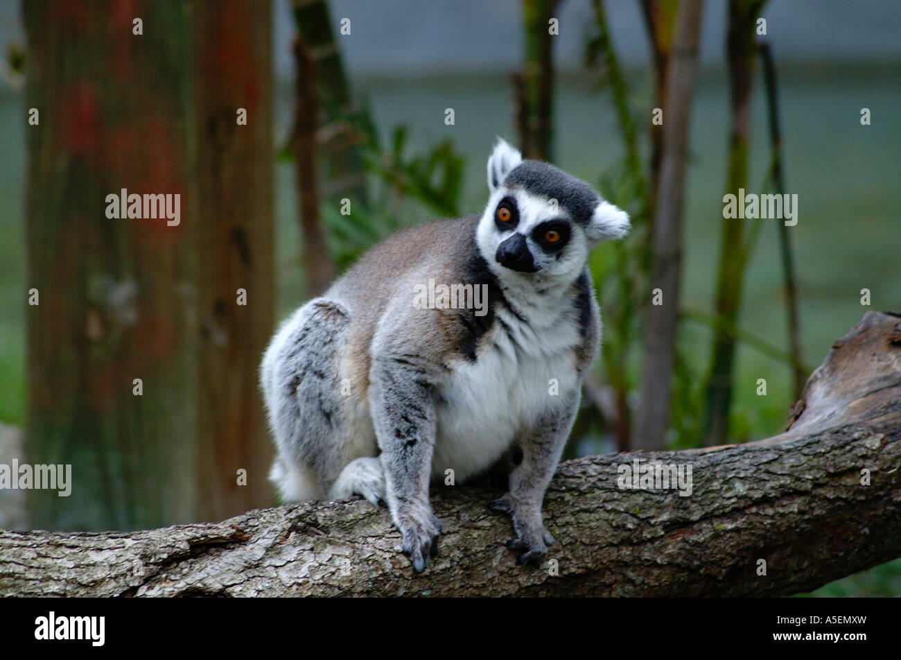 Ring Tailed Lemur 1 Stock Photo - Alamy