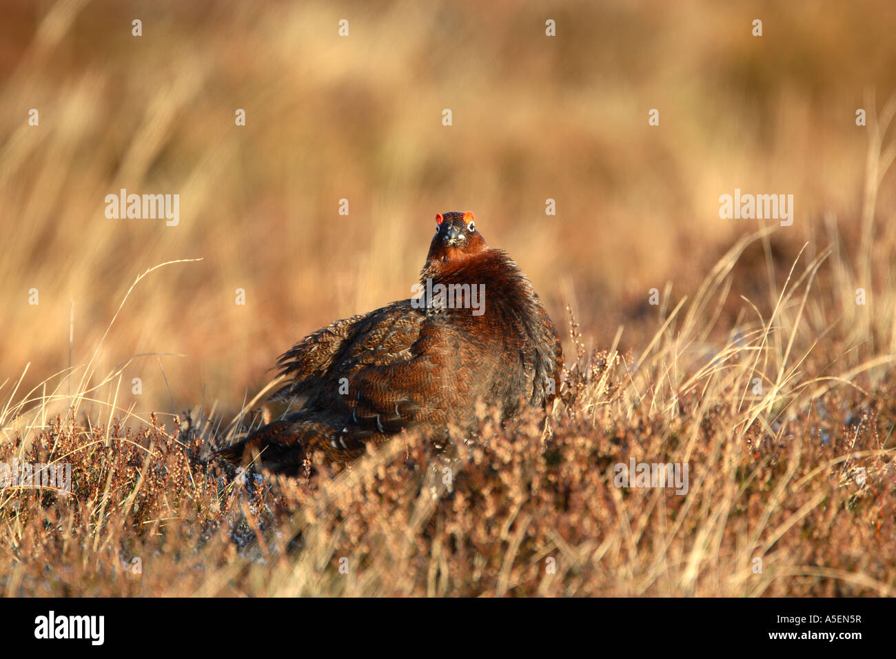 Red grouse Lagopus lagopus scoticus male among grasses in warm light ...