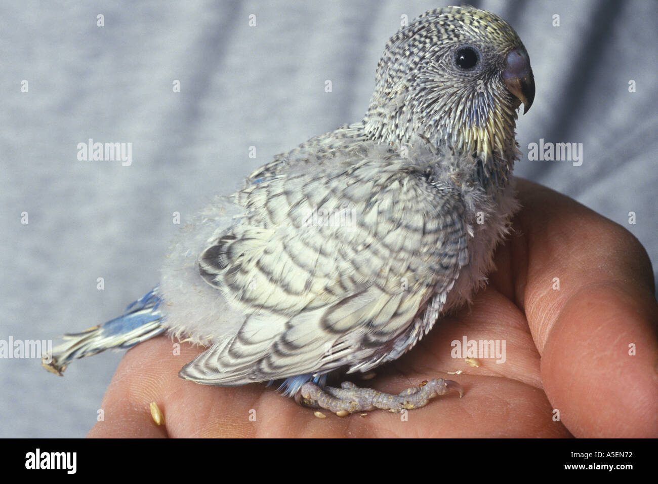 Baby budgie hi-res stock photography and images - Alamy