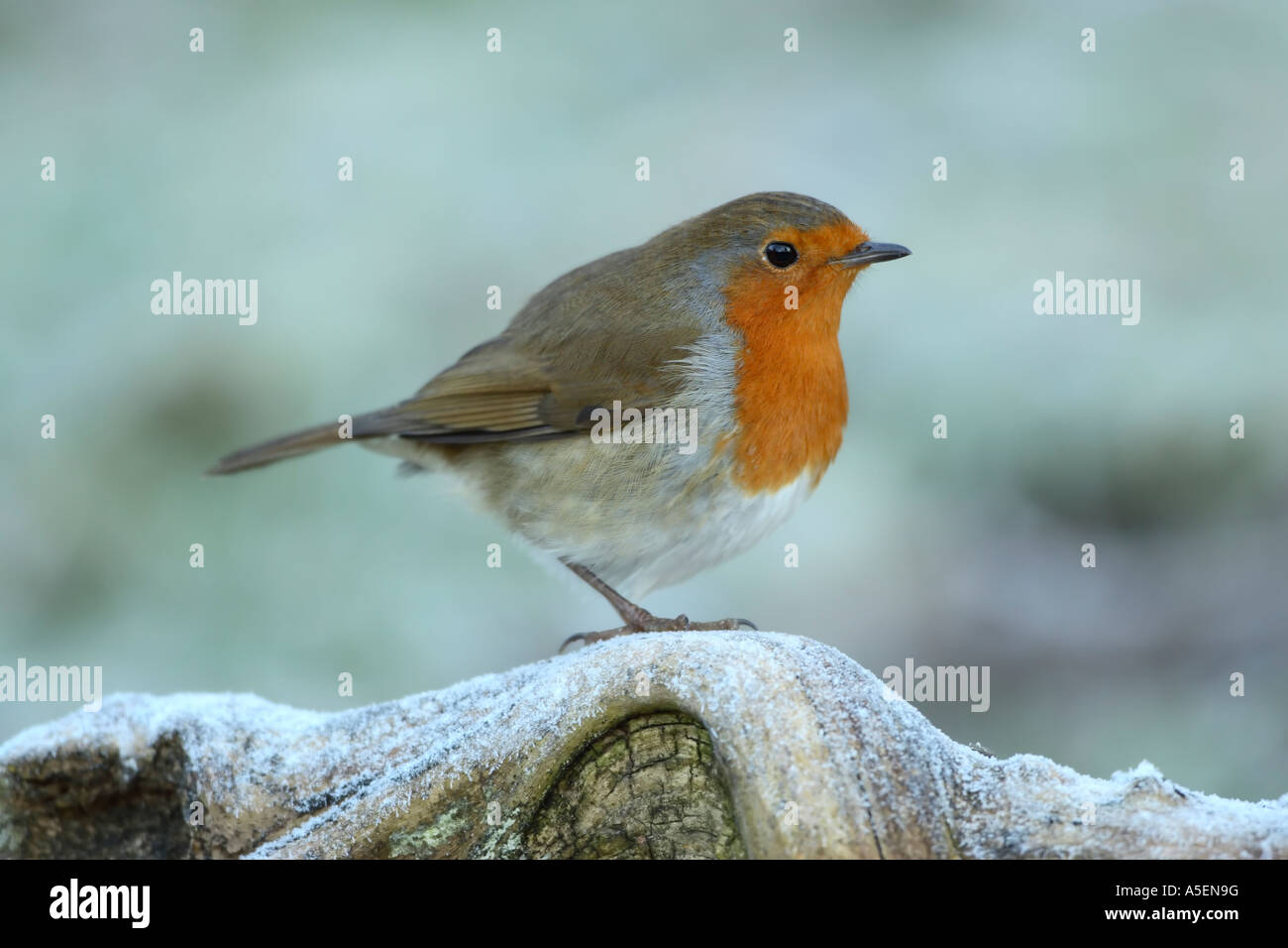 Robin Erithacus rubecula on frosted log Stock Photo - Alamy