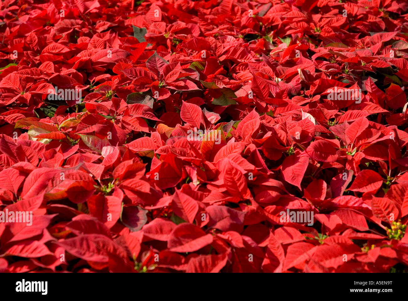 Christmas flower poinsettias poinsettia - xochimilco market - mexico ...