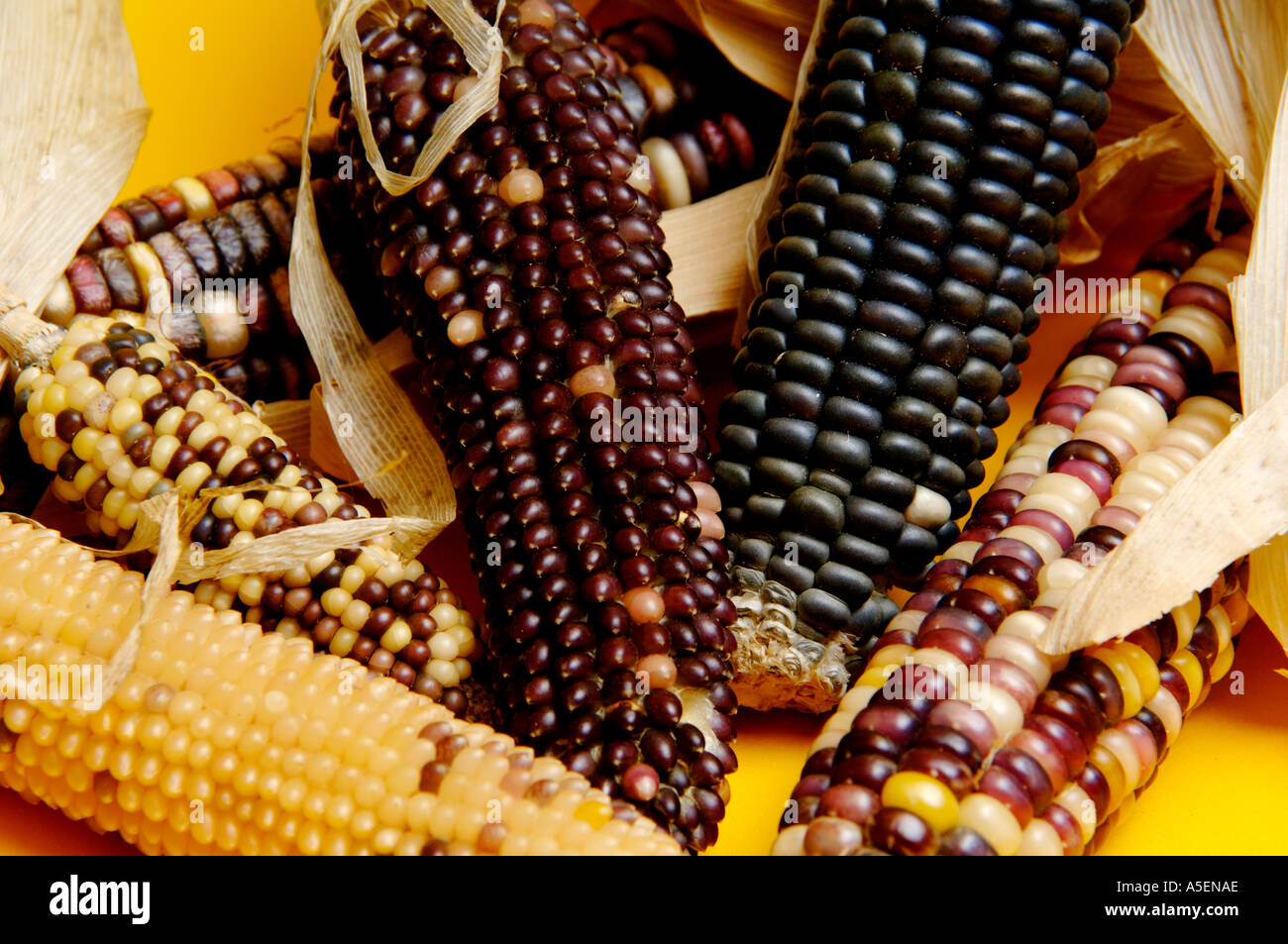 Ear corn indian grain maize colorful hi-res stock photography and ...