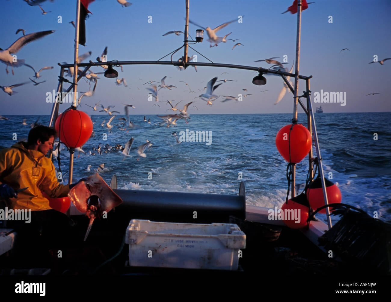 Gutting Fish Cod Long Line Fishing North Sea, British Waters Stock ...