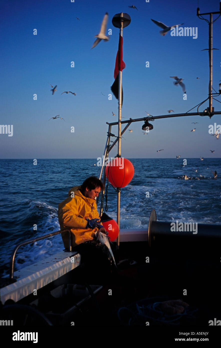 Gutting Fish Cod Long Line Fishing North Sea, British Waters Stock ...