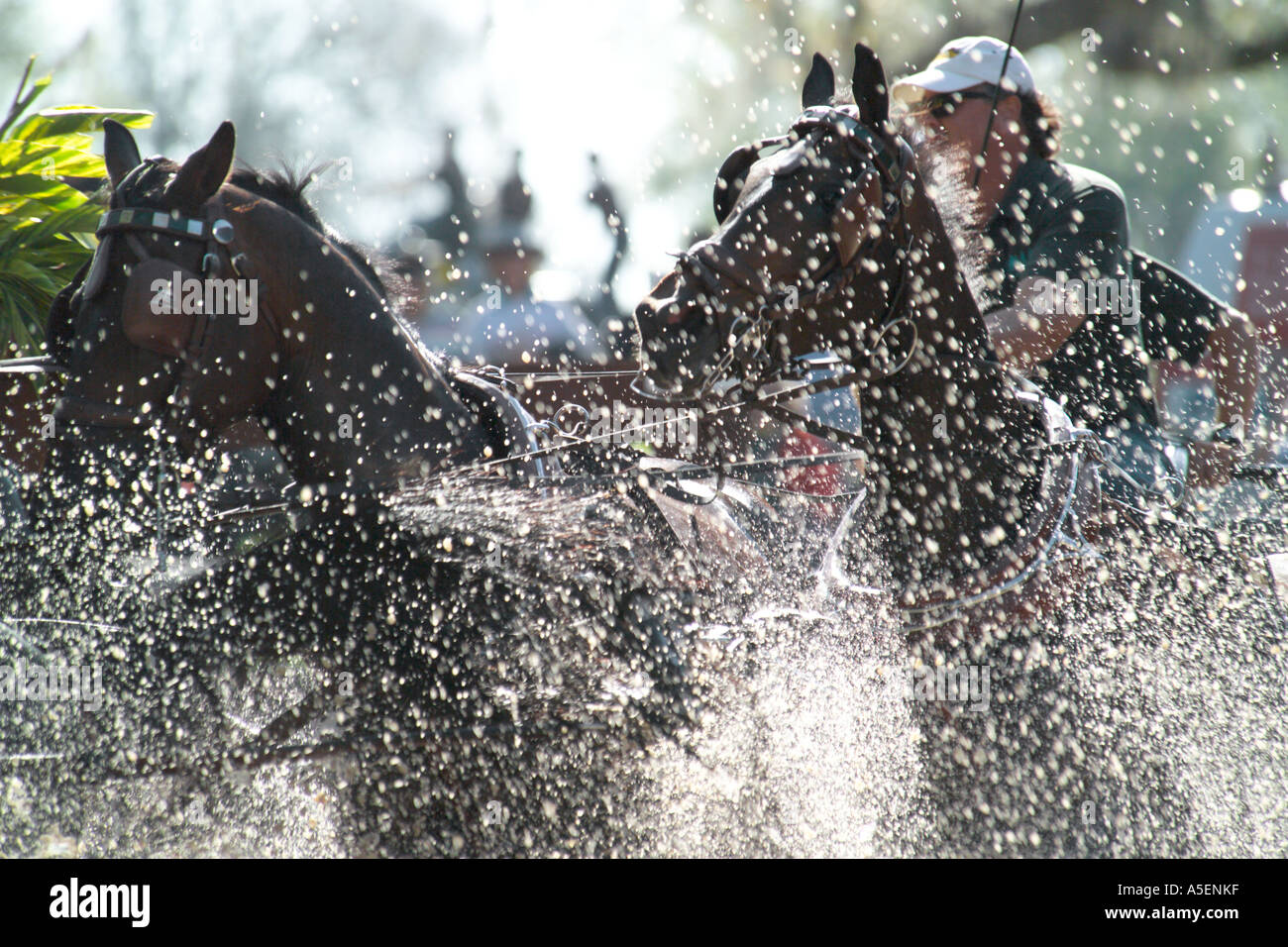 Team of horses splash through water hazzard at combined driving ...