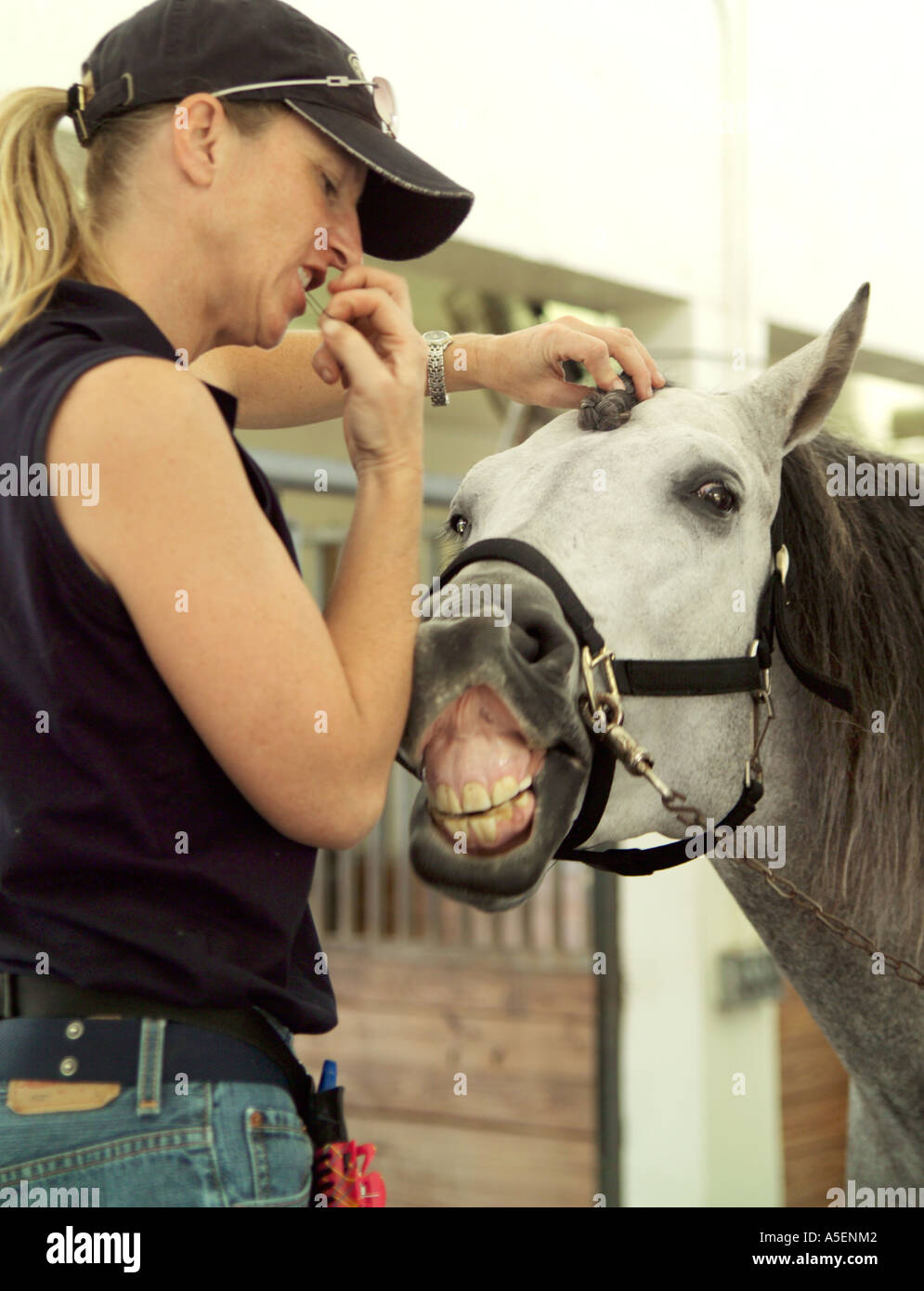 Woman braiding mane on Andalusian stallion in barn aisleway Stock Photo ...