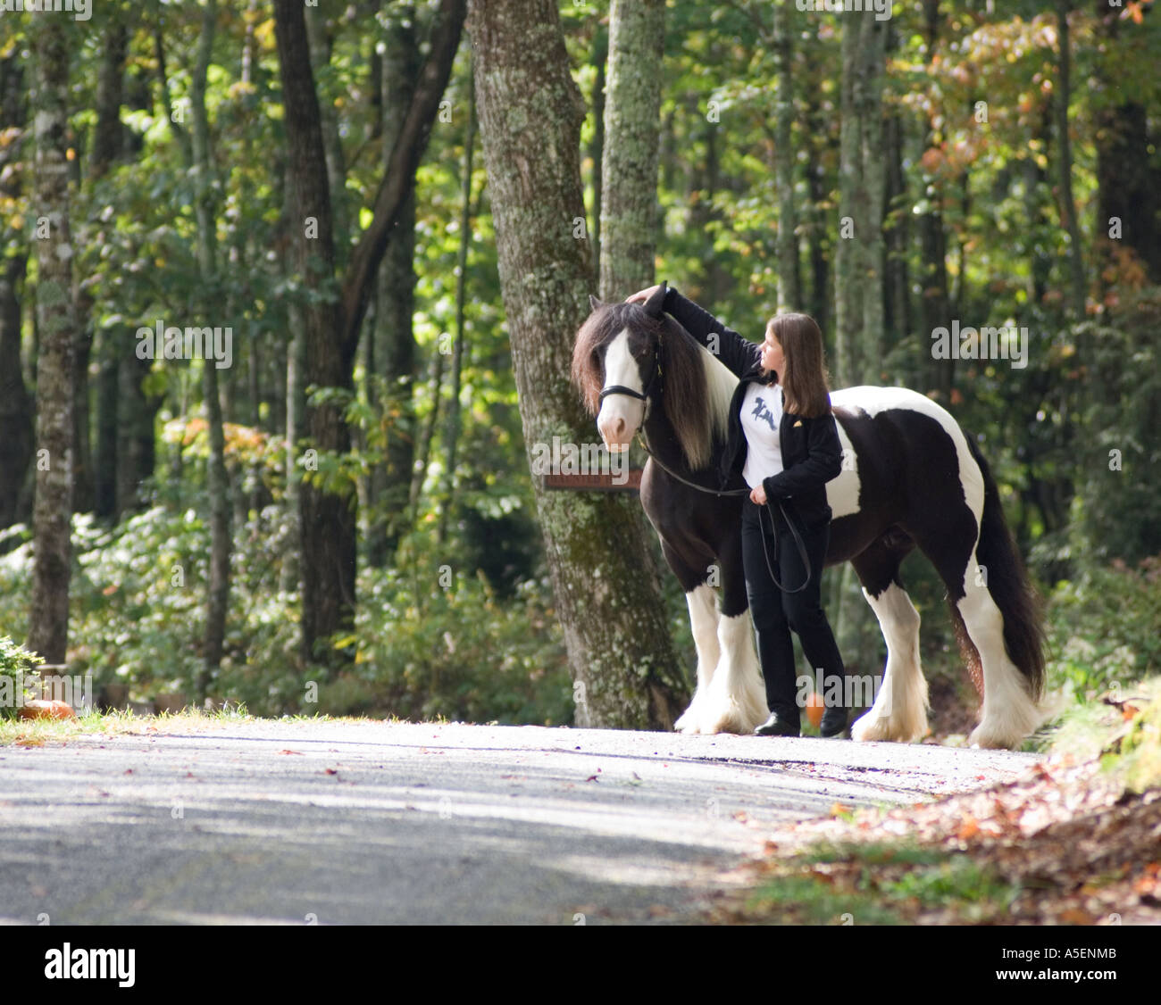 Teen girl standing brusing forelock of Gypsy Vanner Horse mare Stock ...