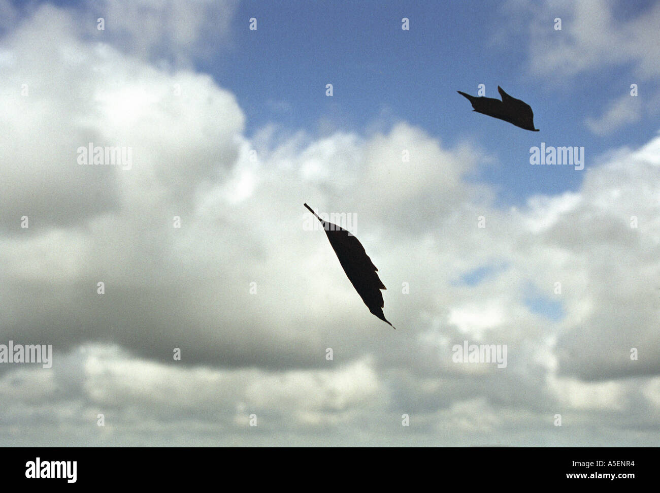 two leaves on window Stock Photo - Alamy