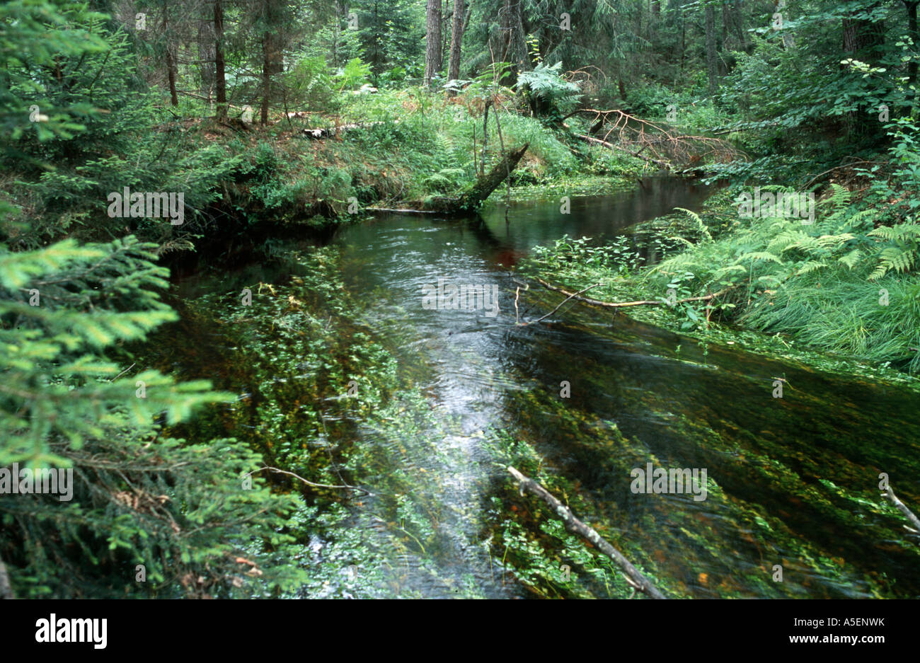 Roztocze National Park , Roztocze region in south east Poland Stock ...