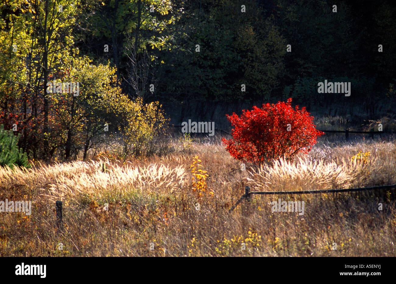 Old village , Roztocze Region in South East Poland Stock Photo - Alamy