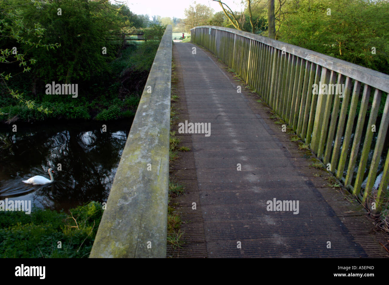 wooden footbridge over stream with swan Stock Photo - Alamy