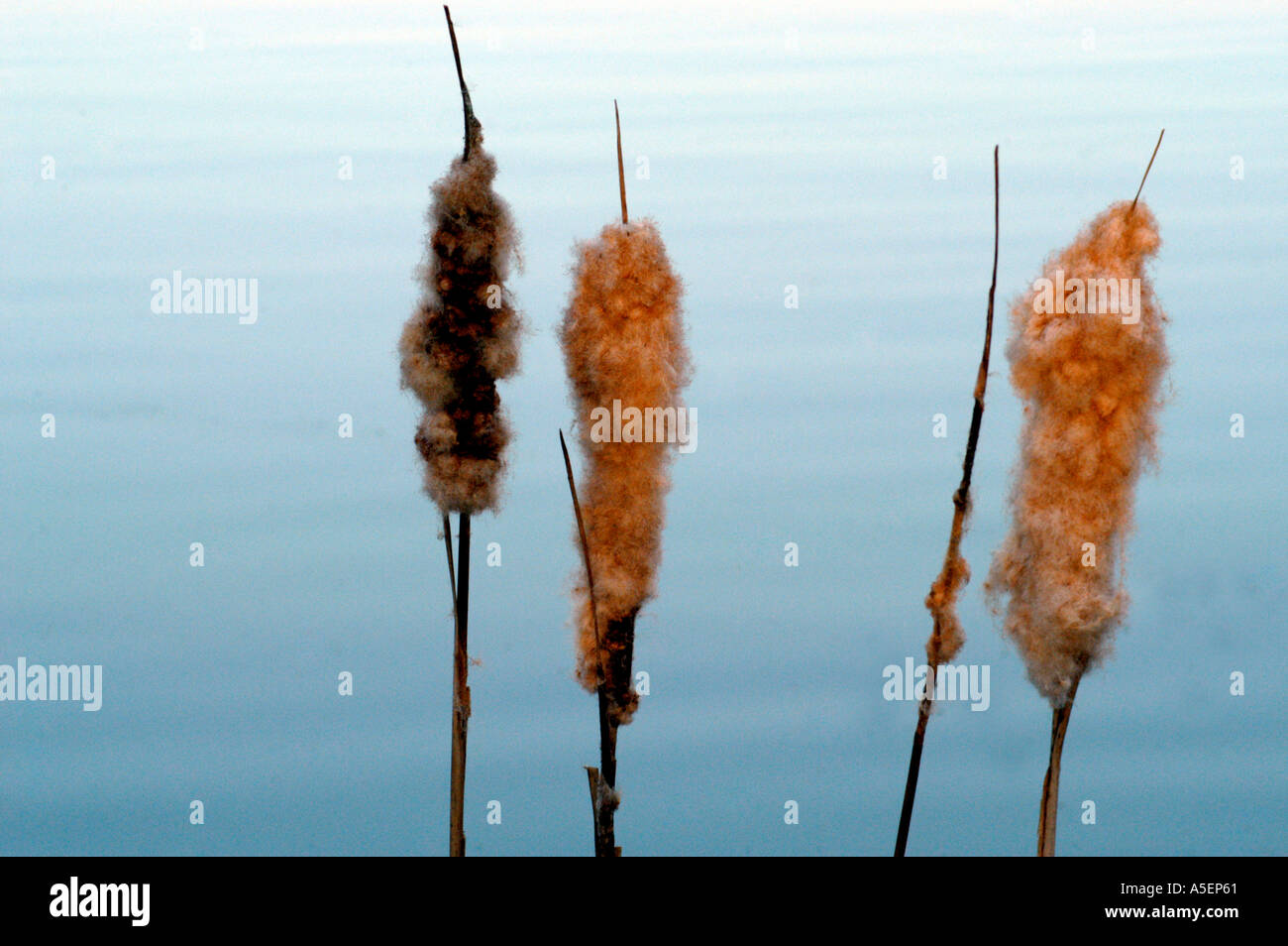 Bullrushes hi-res stock photography and images - Alamy
