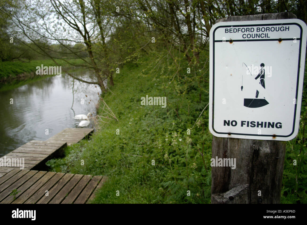 no fishing sign on a river bank with swans and wooden jetty bedford ...