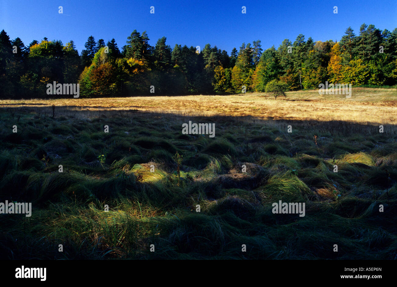 Roztocze National Park , Roztocze region in south east Poland Stock ...