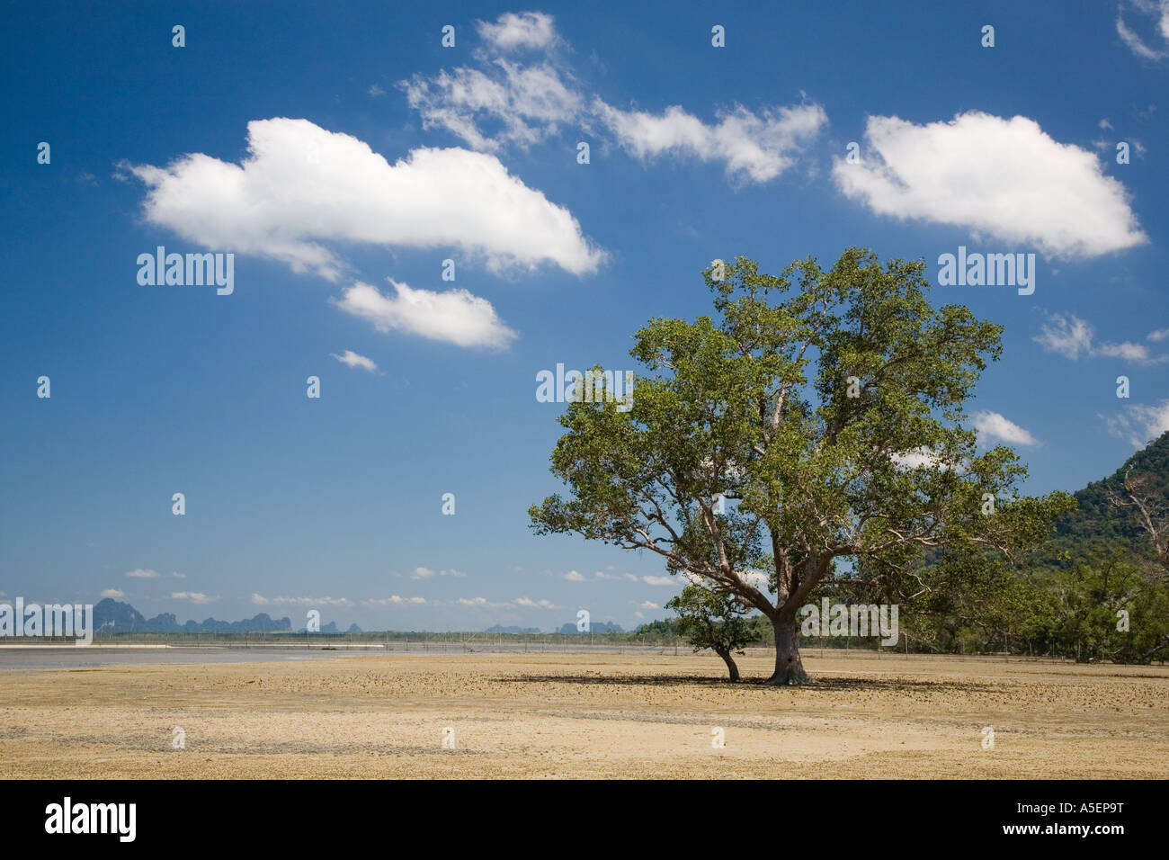 Tha Pom Khlong Song Nam tidal beach landscape panorama with trees ...