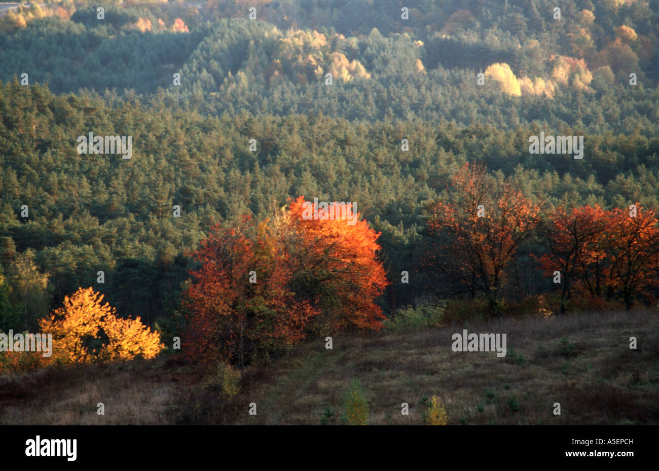 Roztocze region in south east Poland Stock Photo - Alamy