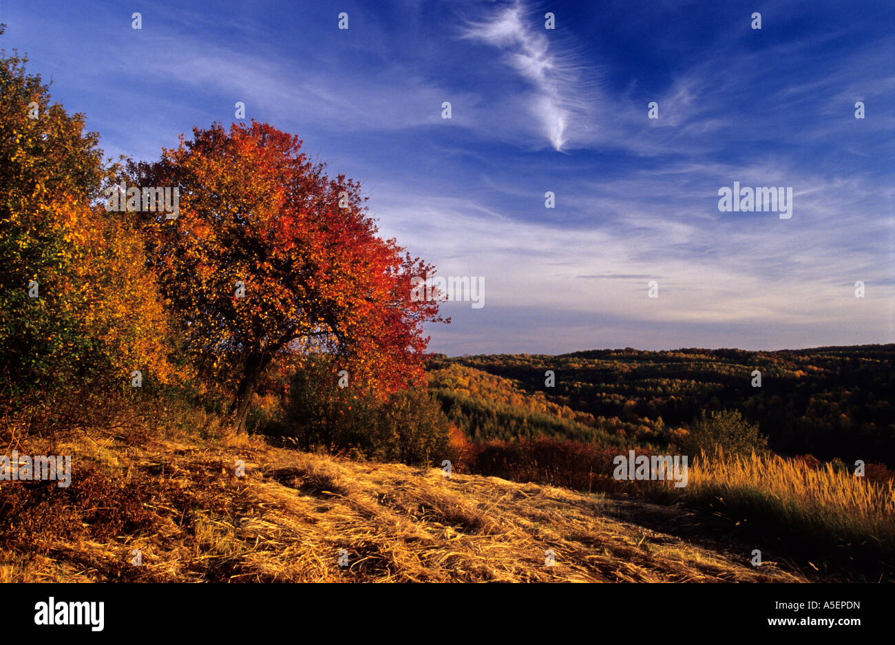 Cherry tree, Roztocze region in south east Poland Stock Photo - Alamy
