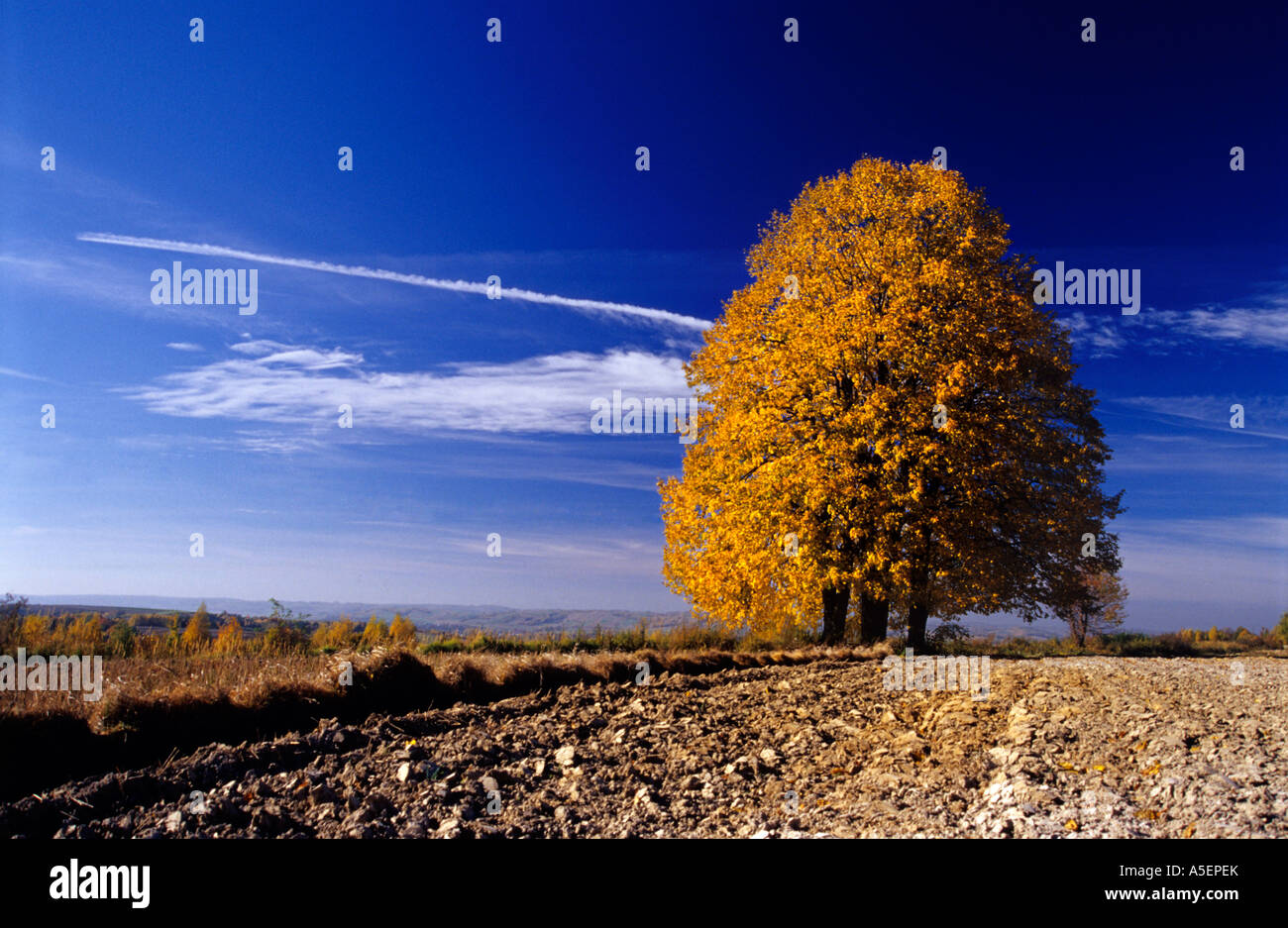 Old Lime , Roztocze region in south east Poland Stock Photo - Alamy