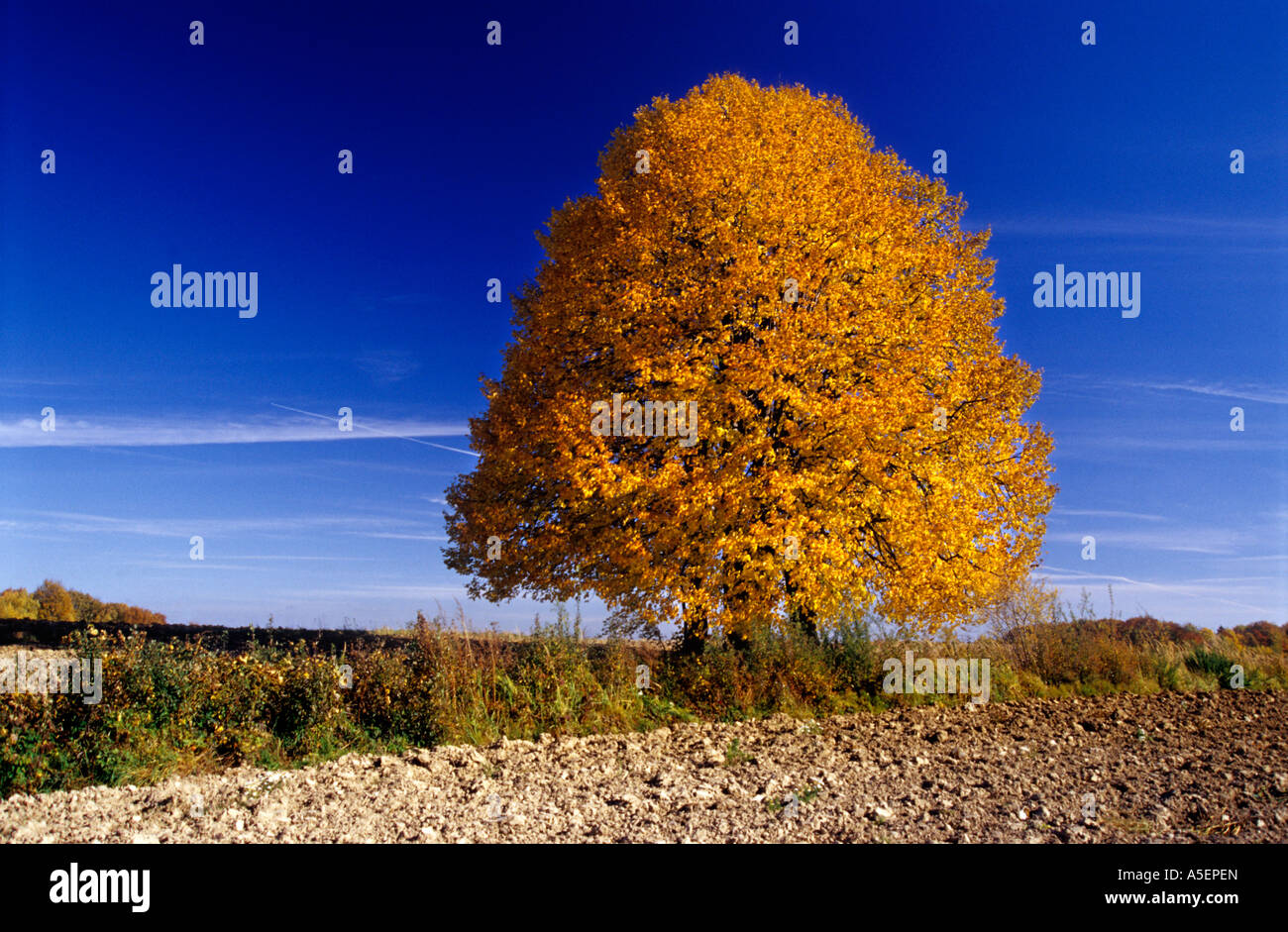 Old Lime , Roztocze region in south east Poland Stock Photo - Alamy