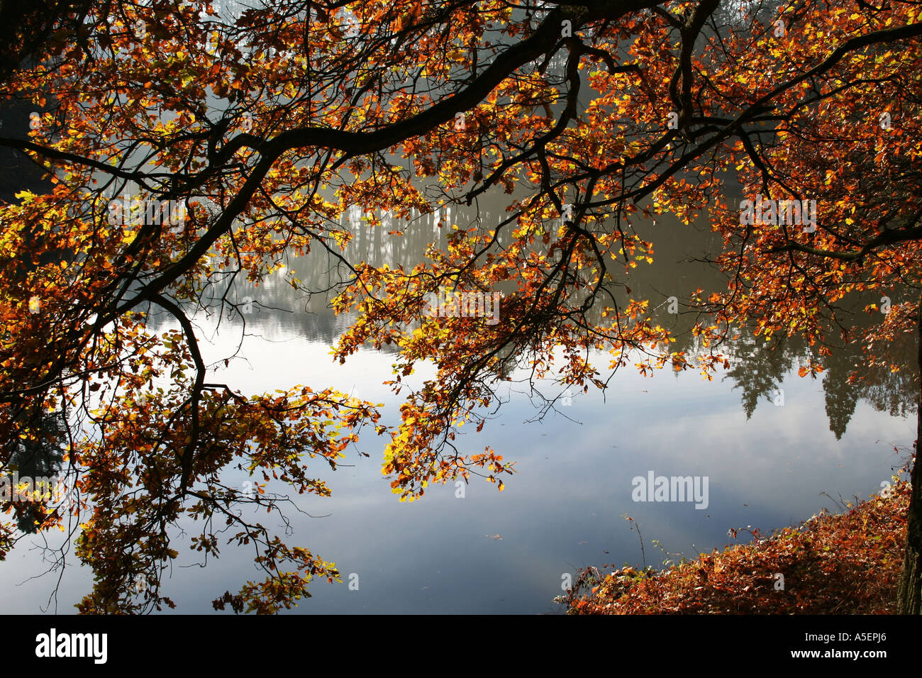Overhanging waterside trees hi-res stock photography and images - Alamy