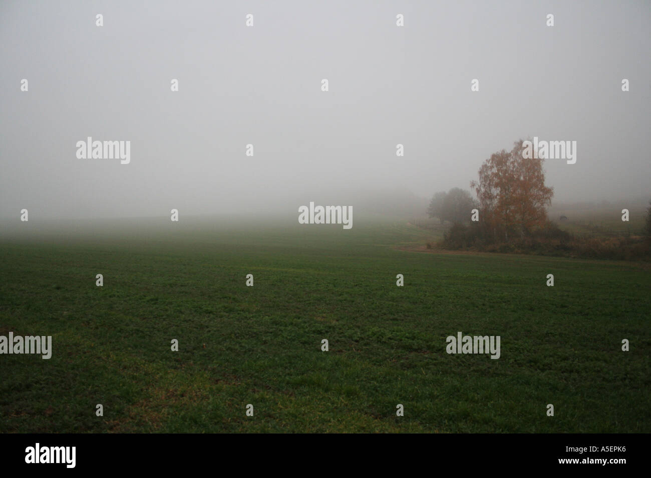 Misty field at dawn with obscured trees in the background Stock Photo ...