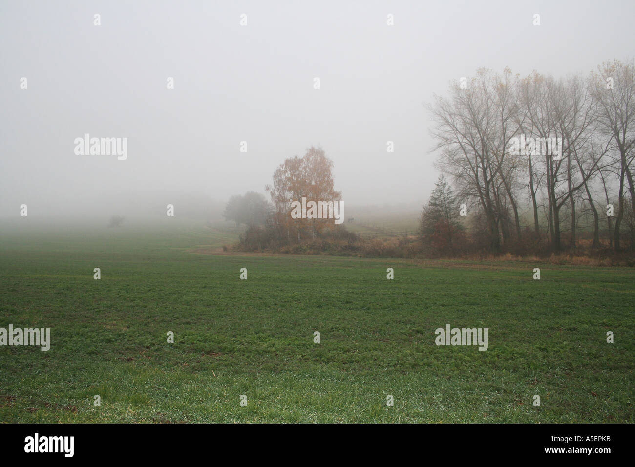 Misty field at dawn with obscured trees in the background Stock Photo - Alamy
