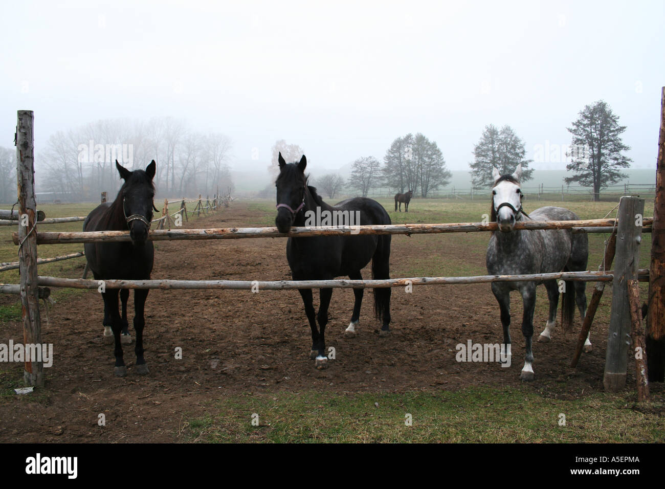 Three horses behind a wooden fence in a misty paddock with trees in the ...