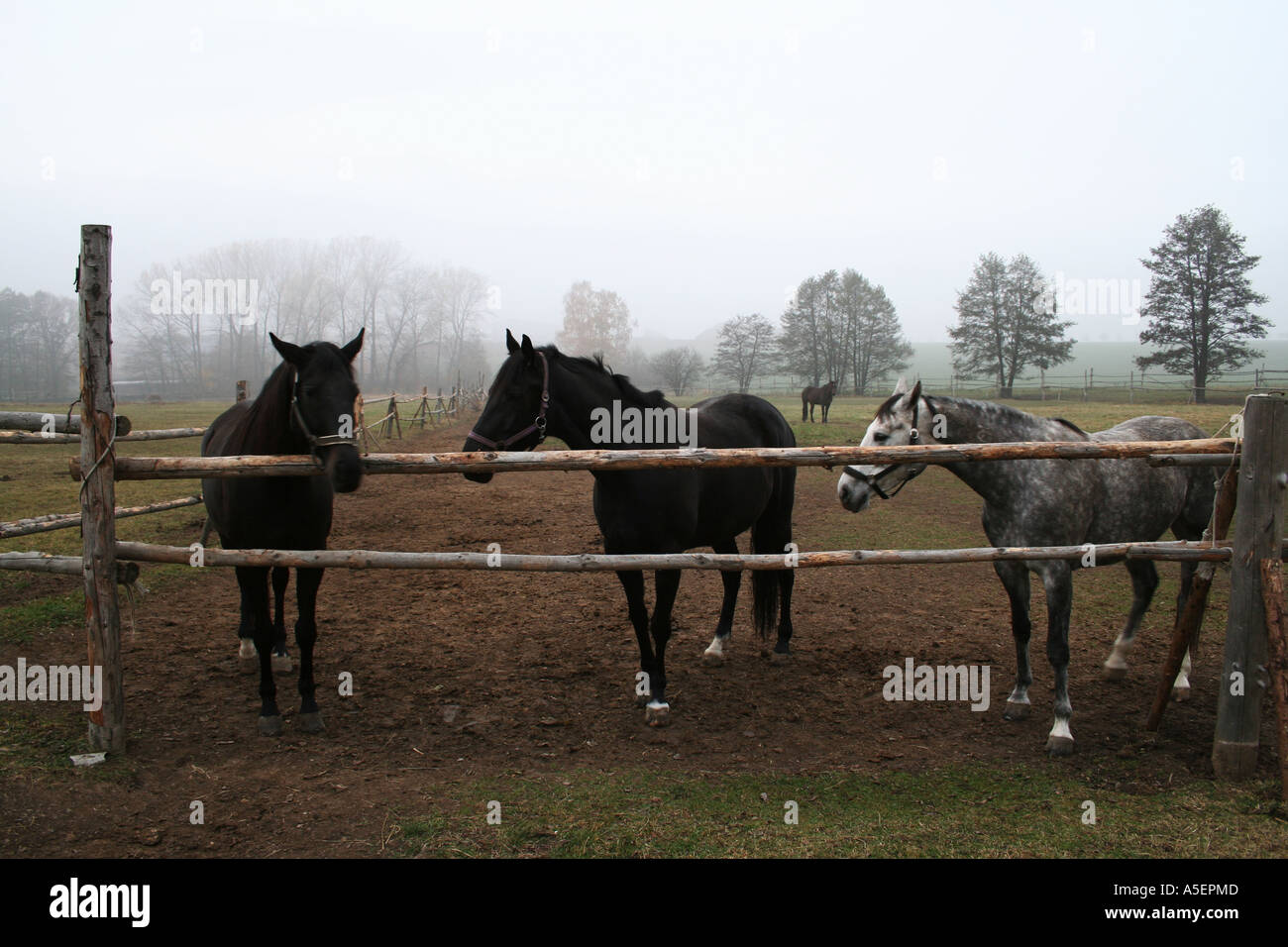 Three horses behind a wooden fence in a misty paddock with trees in the ...