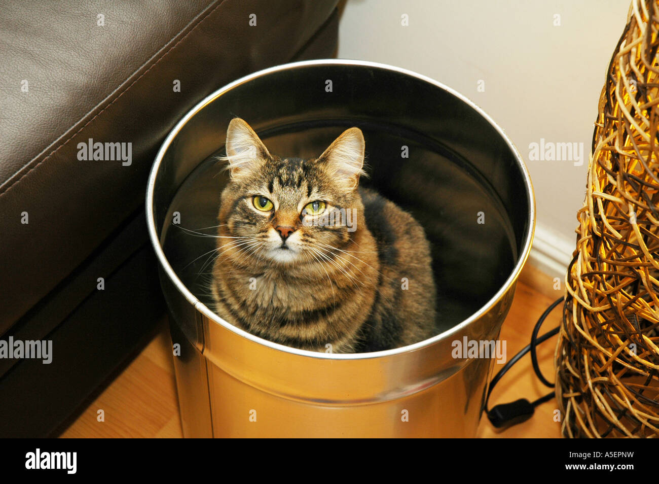 A tabby cat, looking out innocently from the inside of a steel waste ...