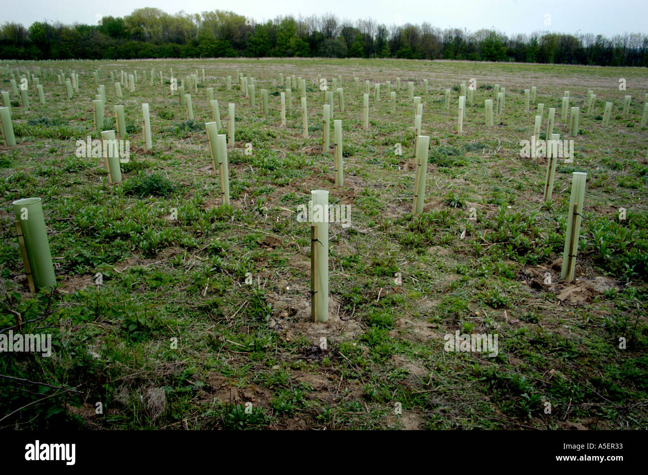 newly planted young sapling trees on waste ground reclaim land uk Stock ...