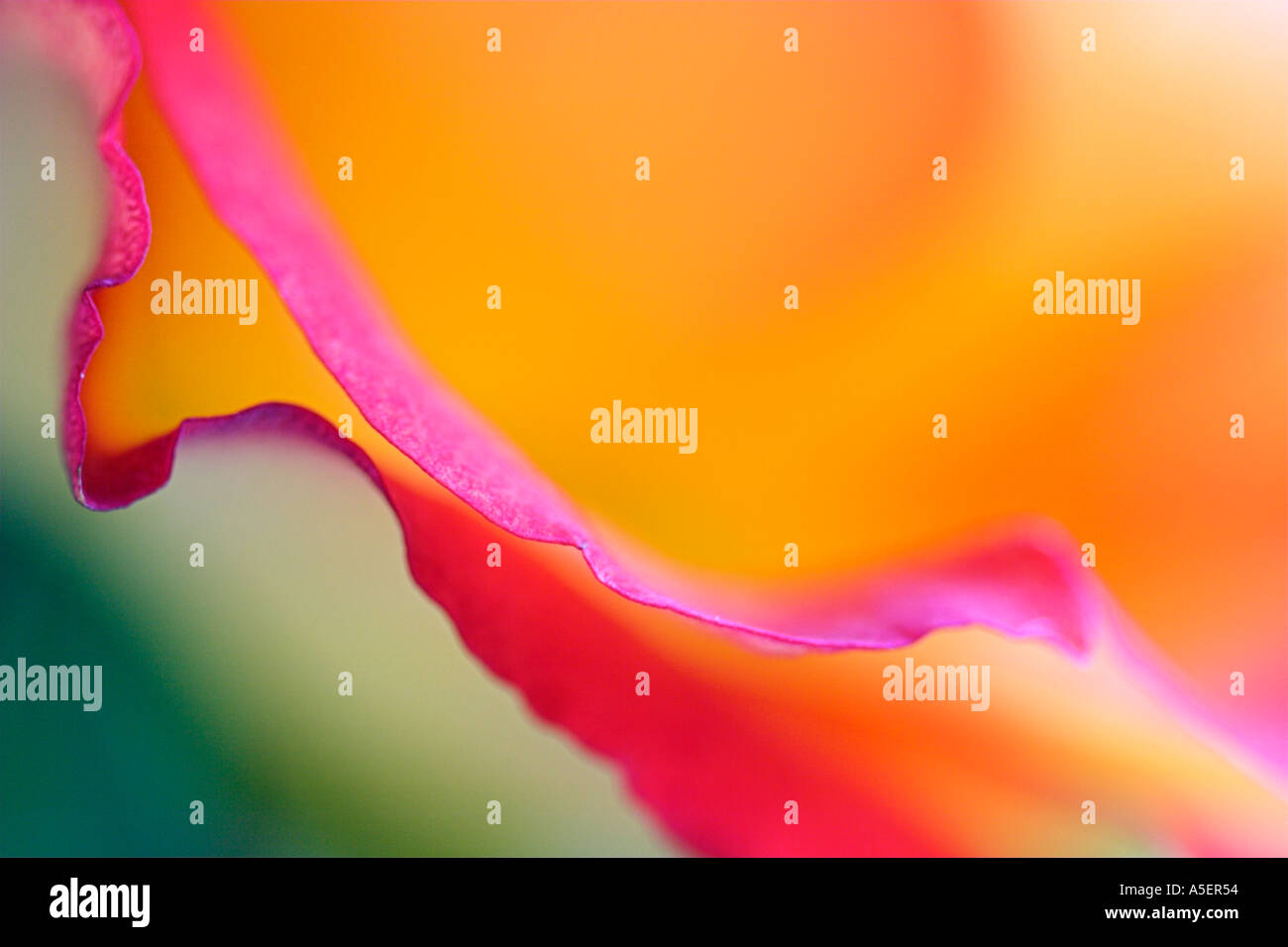 Petal edge hi-res stock photography and images - Alamy