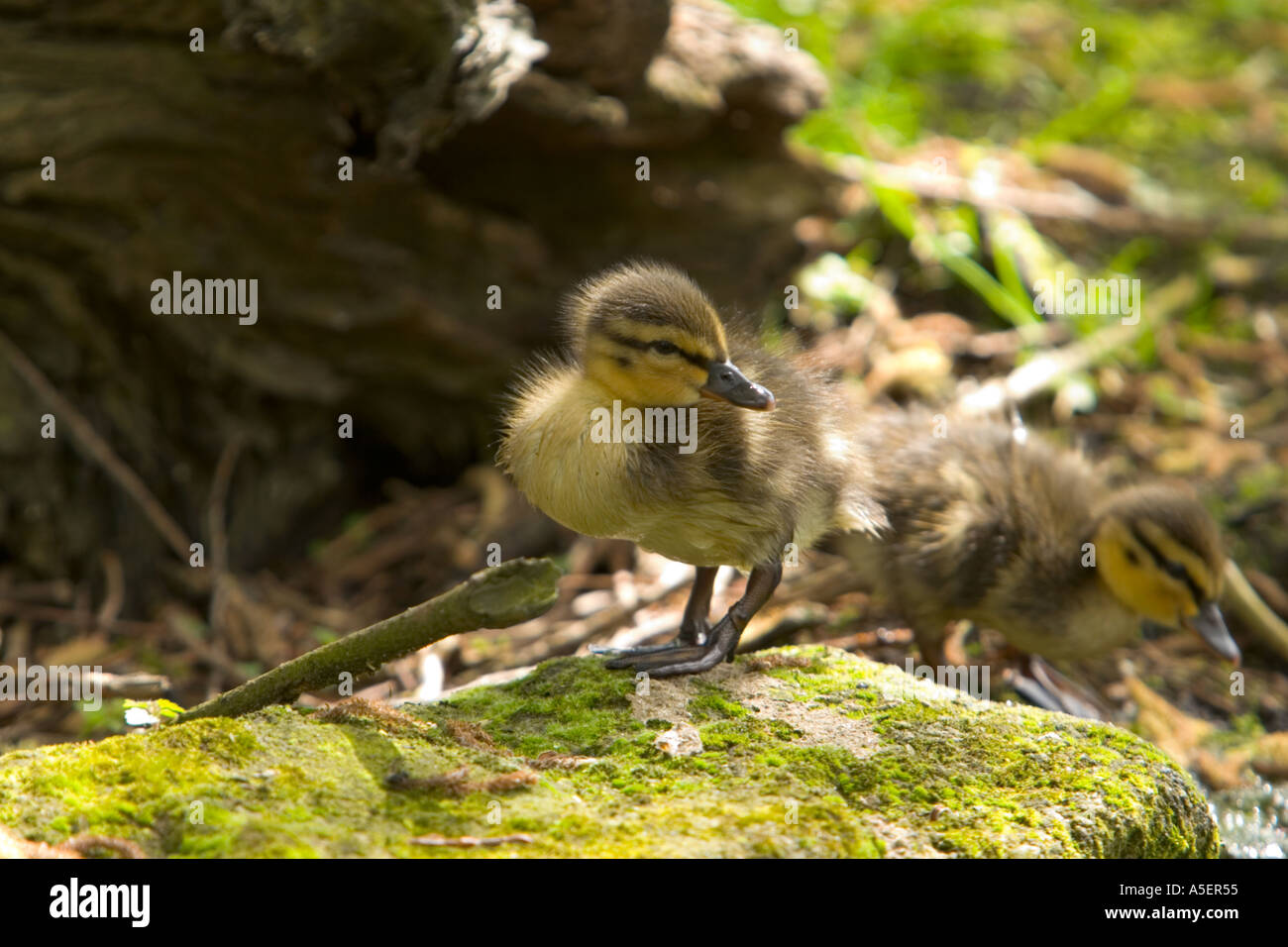 Mallard Ducklings, Anas platyrhynchos one duckling exploring and the ...