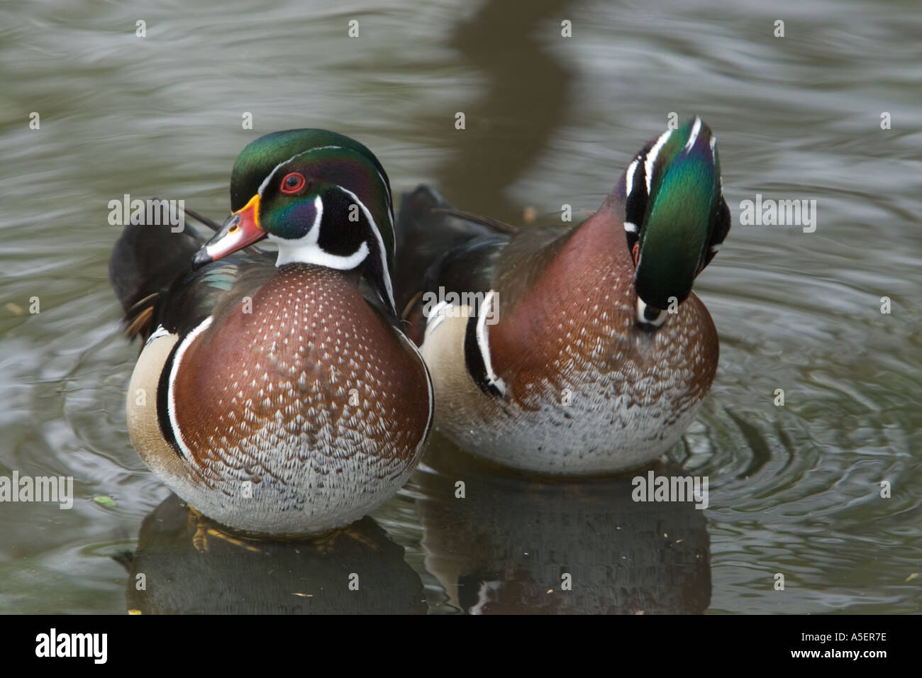 Two Male Wood ducks, Aix sponsa, standing in shallow water,one wood ...