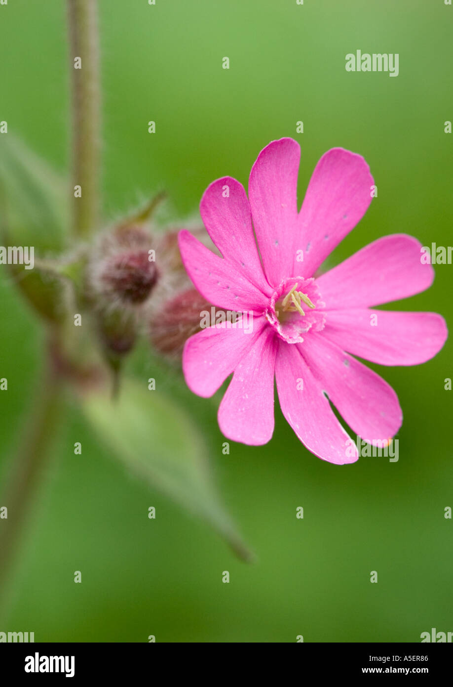 Red Campion wildflower with green soft focus blurred background in ...