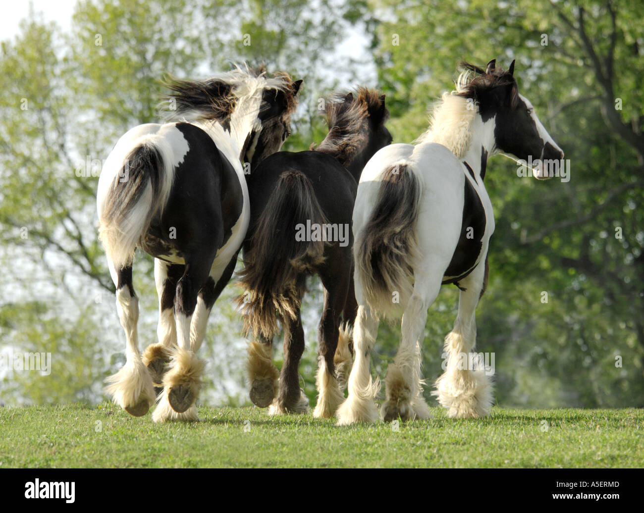 Group of three Gypsy Vanner Horse yearlings run and play Stock Photo ...